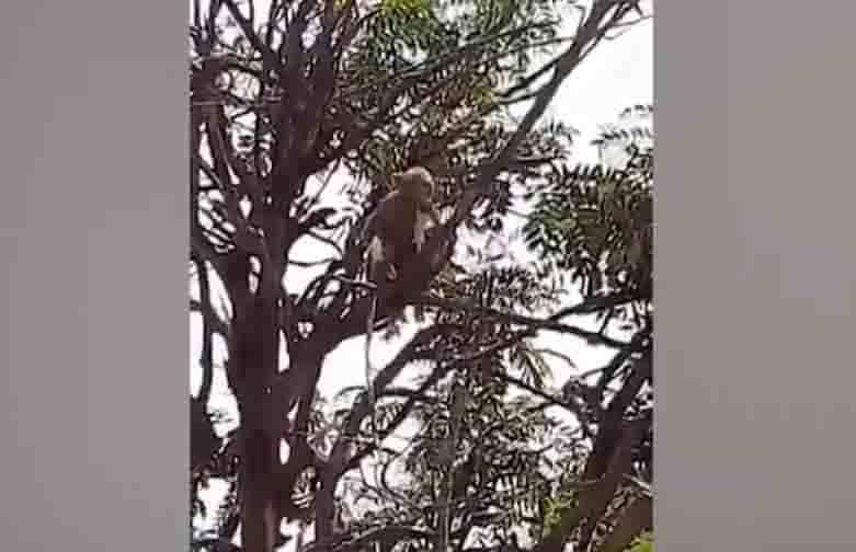 Captan a simios en India robando pruebas de COVID-19