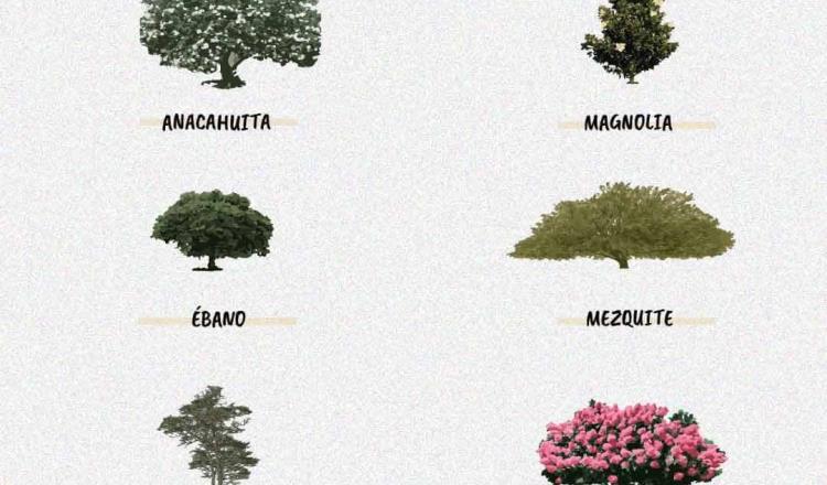 Tipos De Arboles En Mexico Arboladotec | Distritotec | Tecnológico De