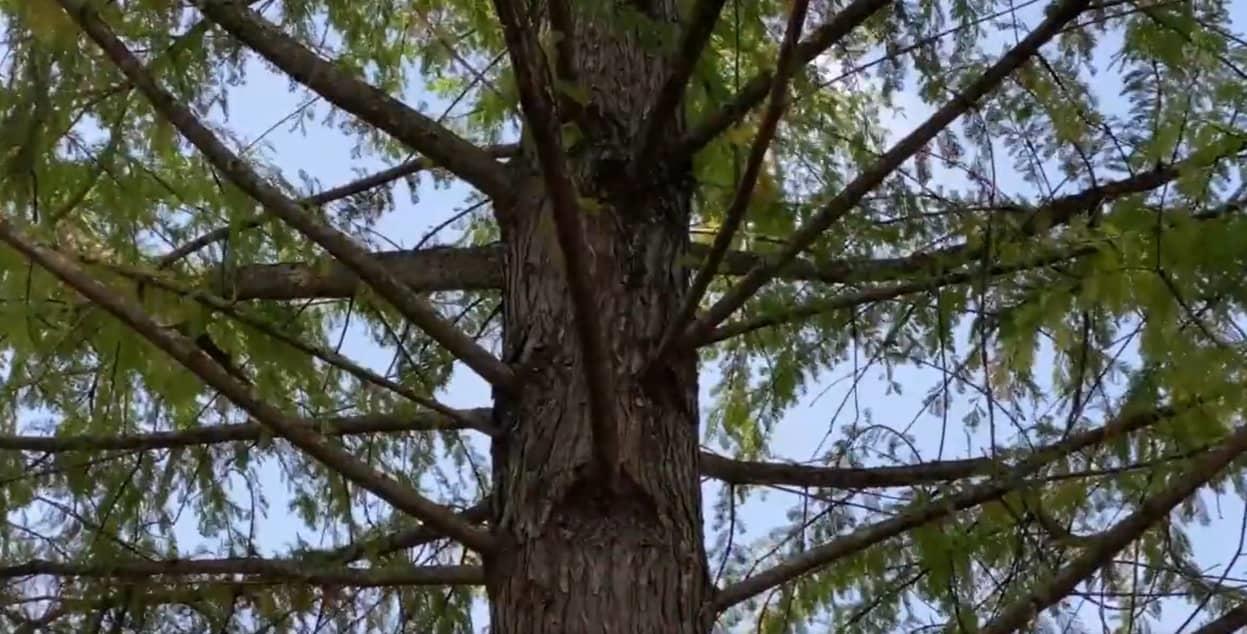 Ahuehuete se plantará este domingo en Glorieta de la Palma