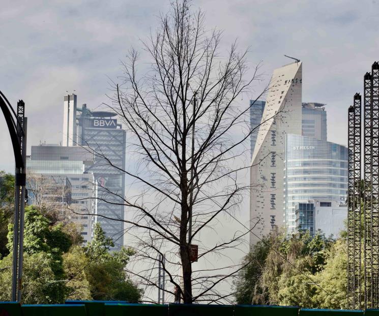 Ahuehuete: la nueva cara de reforma